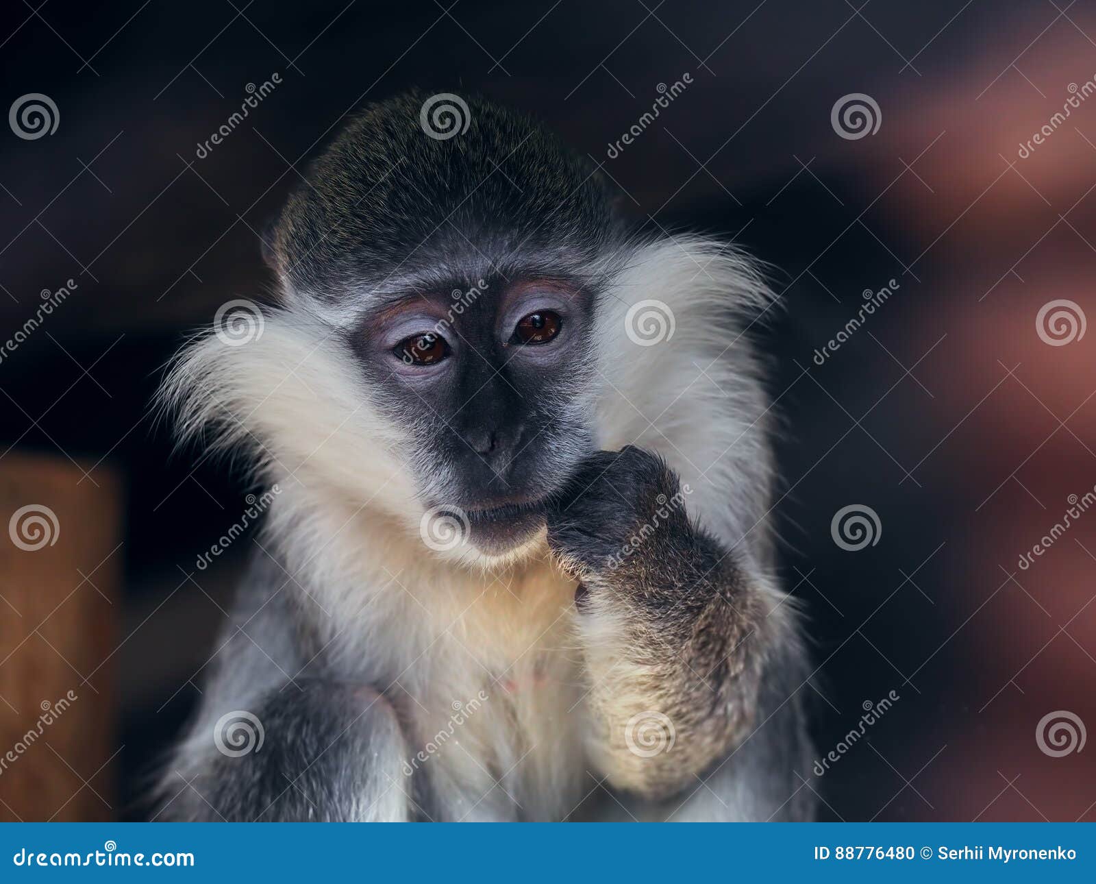 Monkey Sad and Surprised Looking To the Left Stock Photo - Image of ...