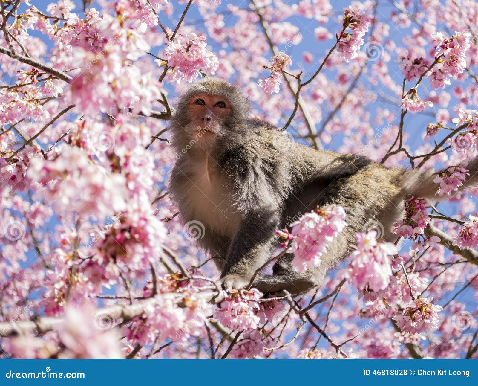 Monkey at the Sakura tree stock photo. Image of looking - 46818028