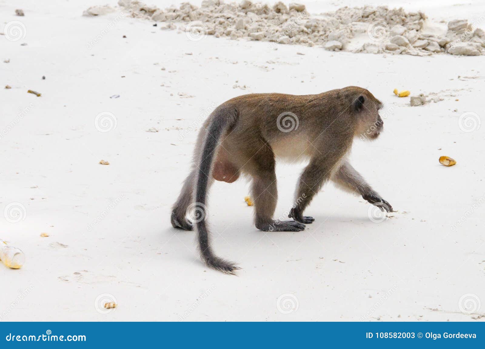 The Monkey is in the Sand on Four Legs Stock Image - Image of kenyan ...