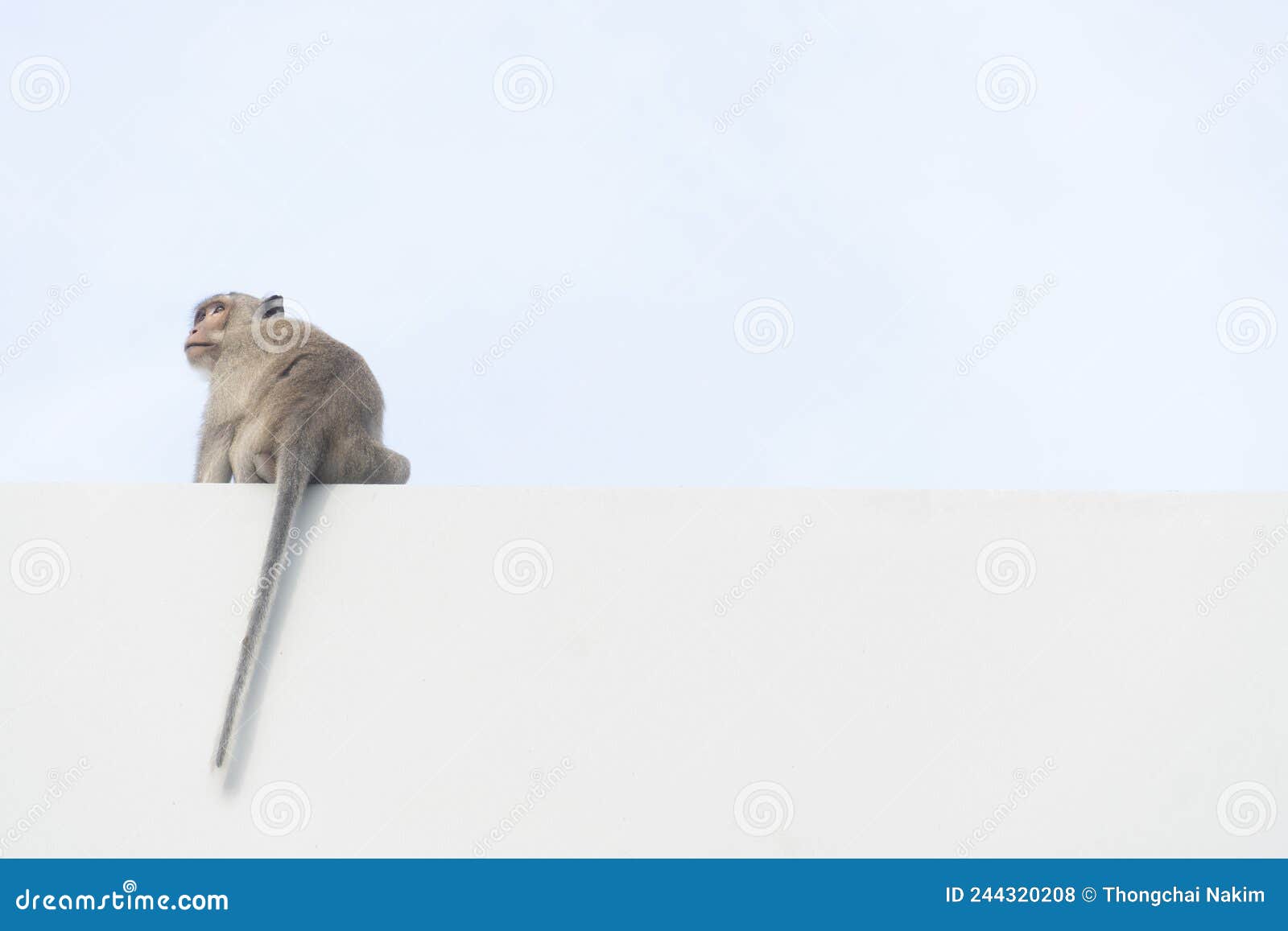Monkey Sat Looking Sideways on the White Plaster Wall. Under the Bright ...