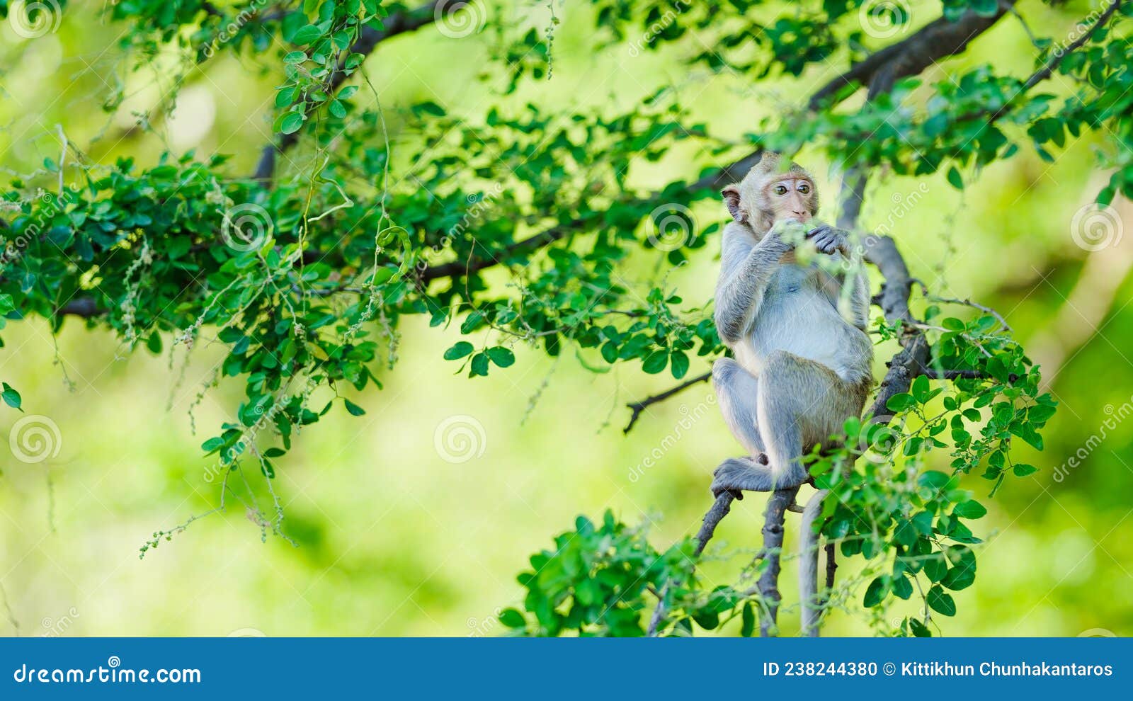 The Monkey Sat on the Tamarind Tree Eating Tamarind Stock Photo - Image ...