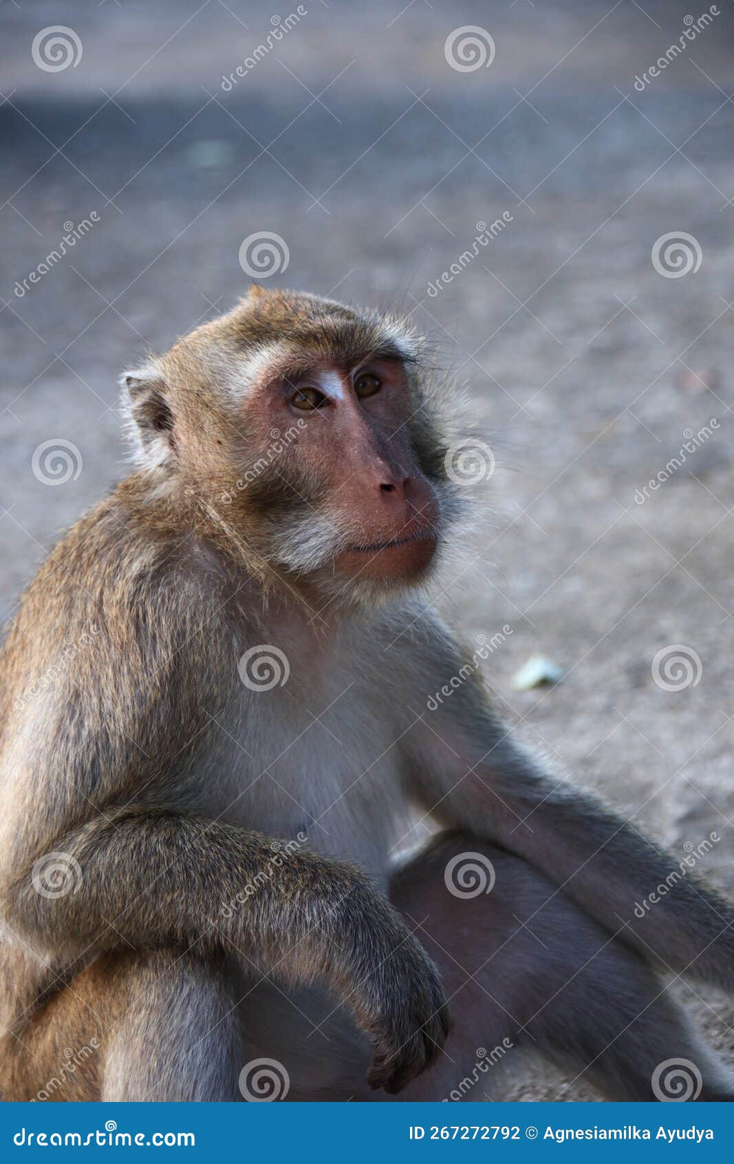 A Monkey Sat Waiting for the Food To Come Stock Photo - Image of ...
