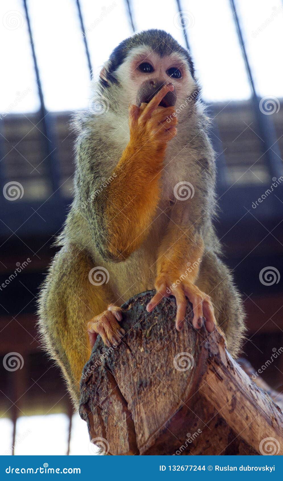 Saimir Monkey with a Thoughtful Look. Stock Photo - Image of young ...