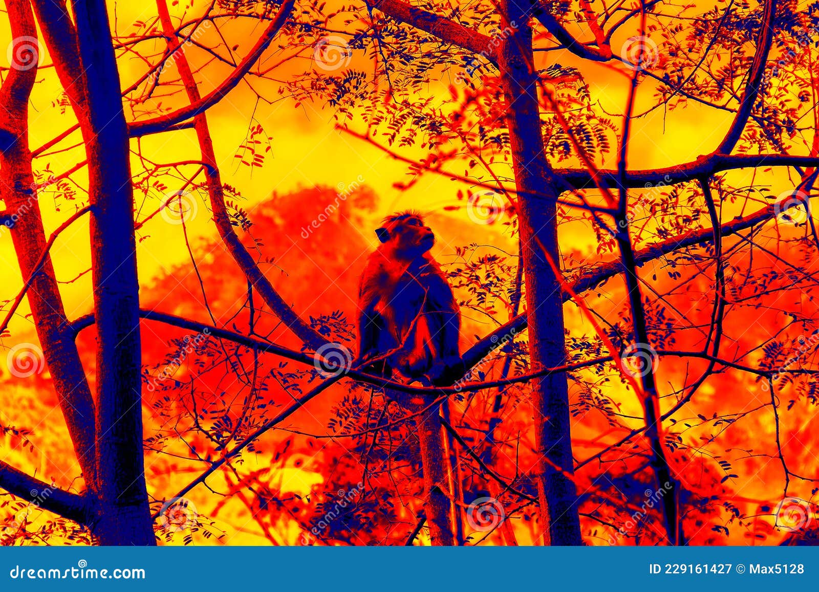 Monkey in Scientific High-tech Thermal Imager Stock Image - Image of ...