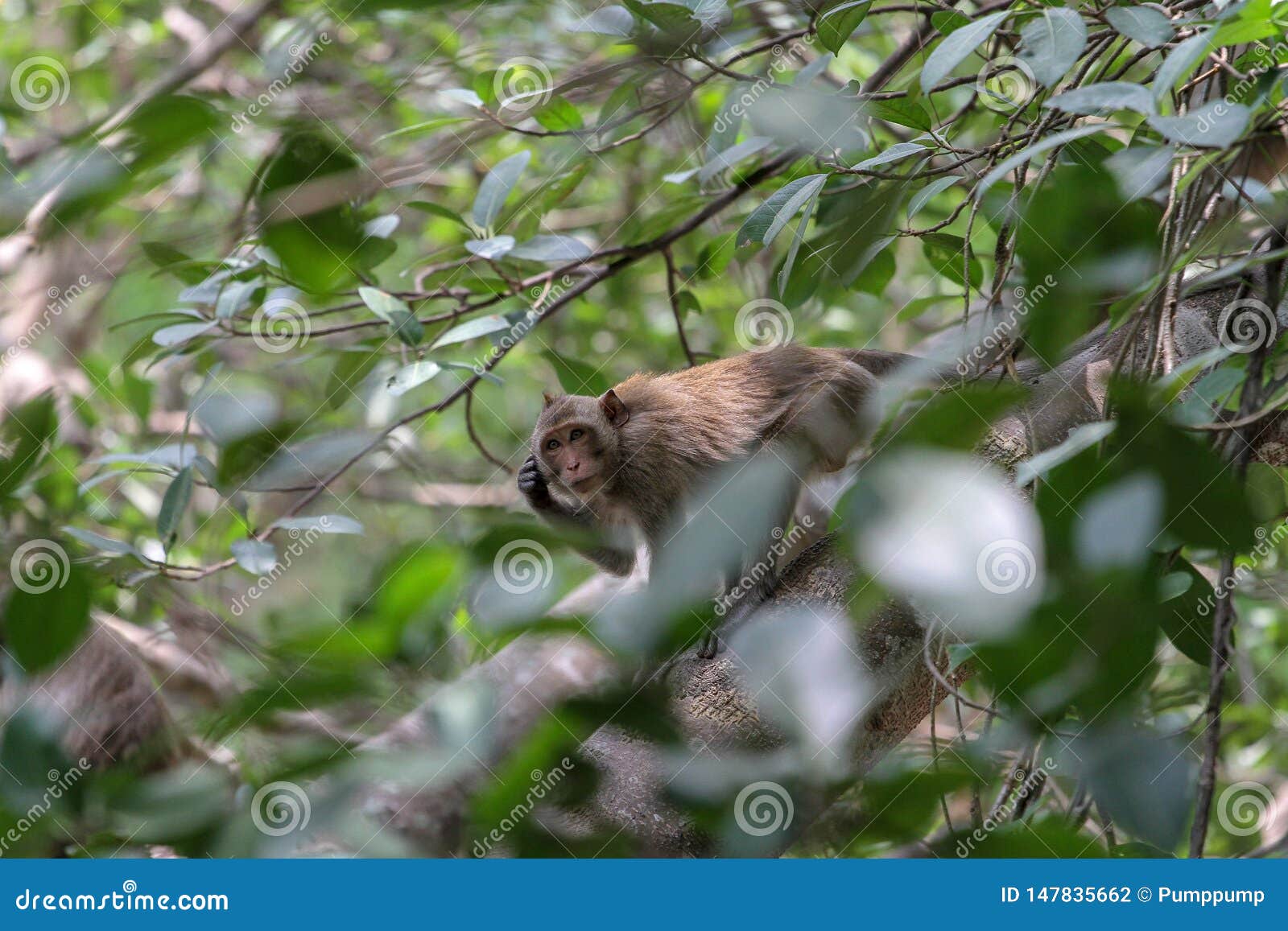 The Monkey Scratch Head on Branch Tree in Nature at Thailand Stock ...