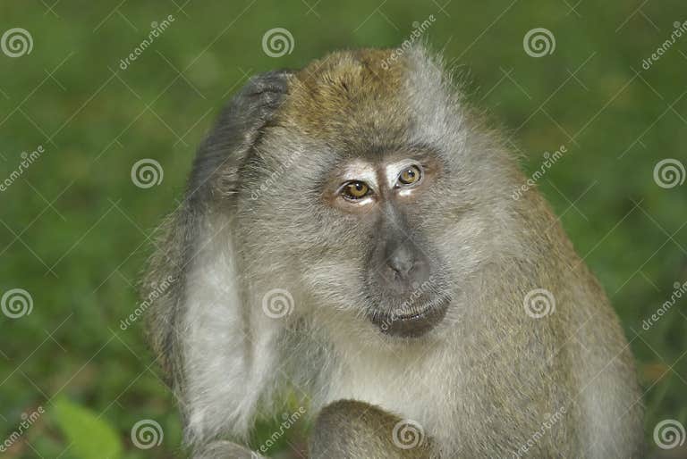 Monkey scratching head stock image. Image of expression - 3672743
