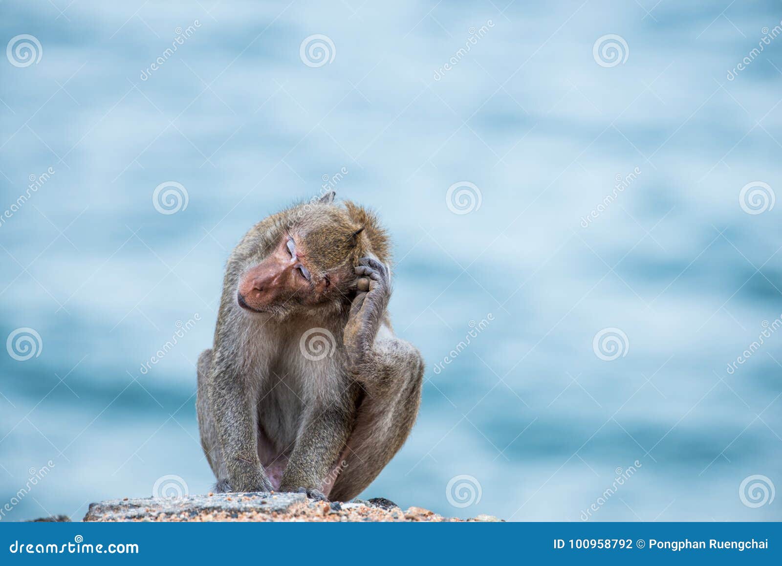 Monkey Scratching Its Back In A Small Beach In Vietnam Royalty-Free ...
