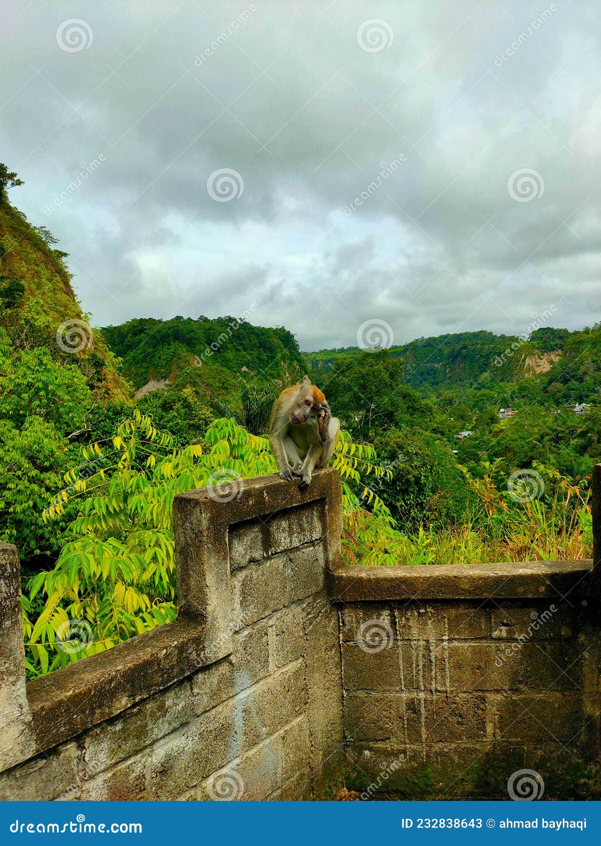 Monkey Scratching Its Back In A Small Beach In Vietnam Royalty-Free ...