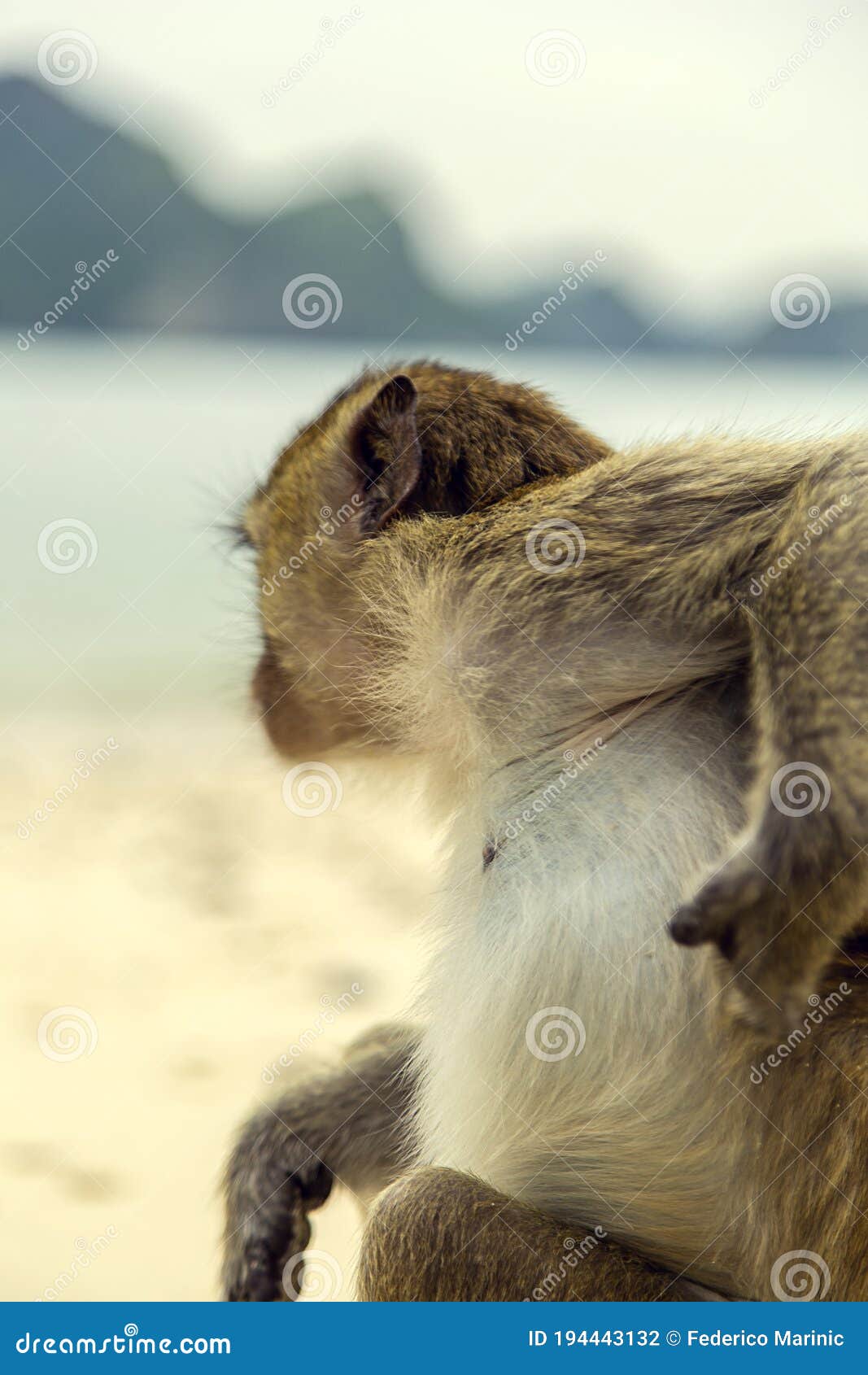 Monkey Scratching Its Back in a Small Beach in Vietnam Stock Photo ...