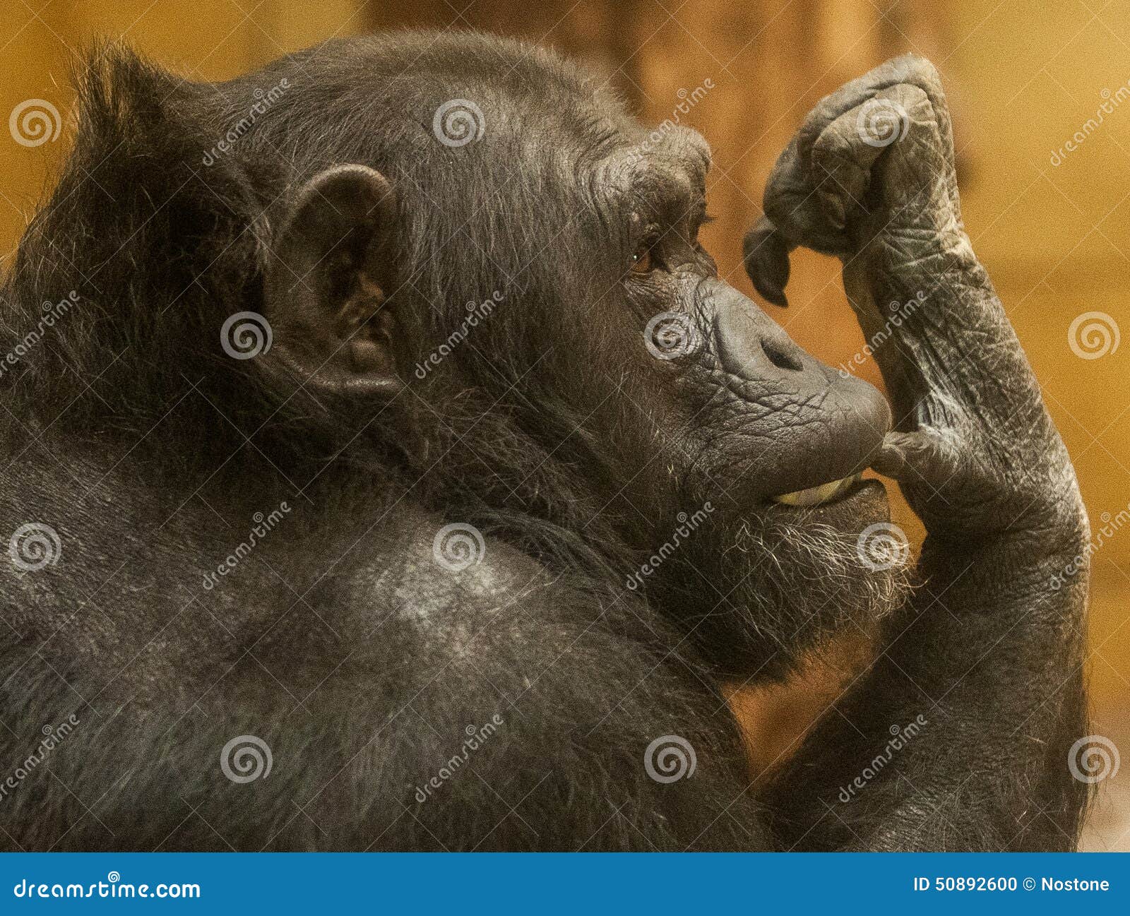 Monkey stock photo. Image of itch, mammals, hair, wildlife - 50892600