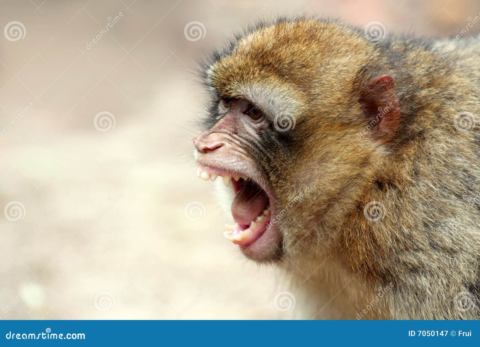 Monkey Screaming