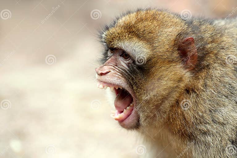 Monkey scream stock image. Image of monkey, macaque, makak - 7050147