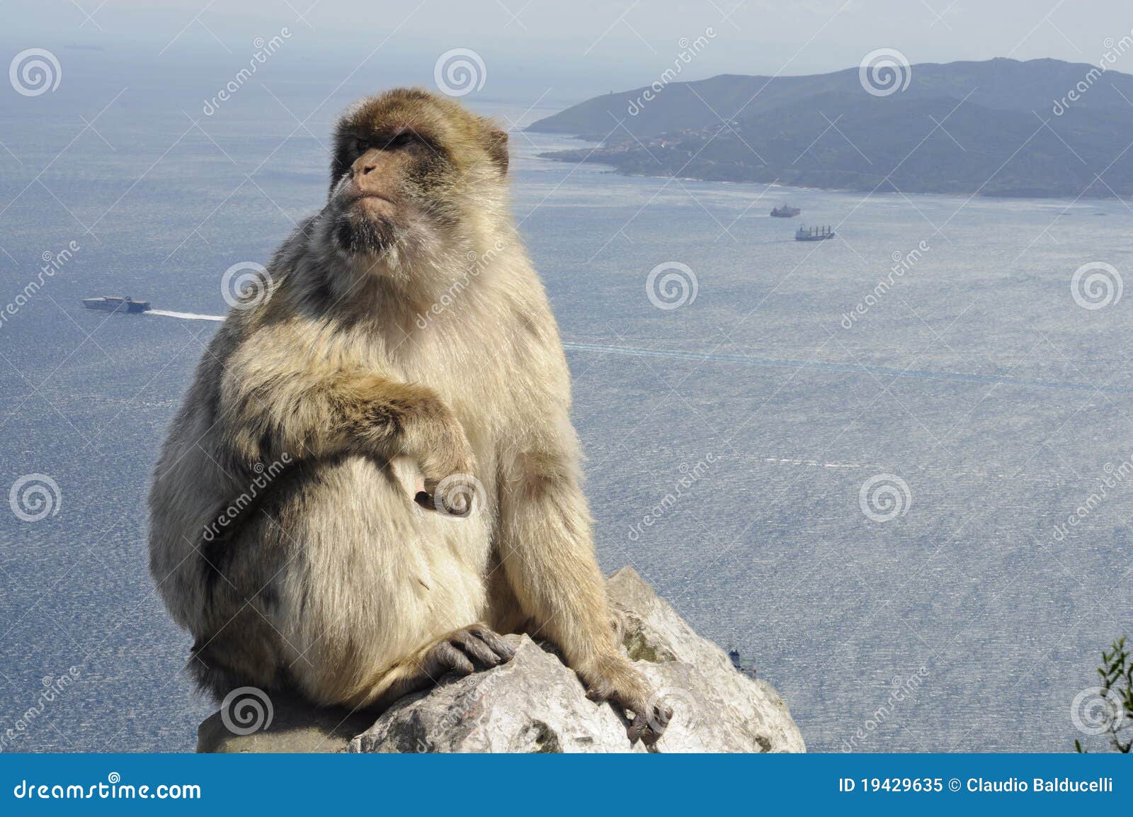 Monkey with Sea Background in Gibraltar Stock Image - Image of ...
