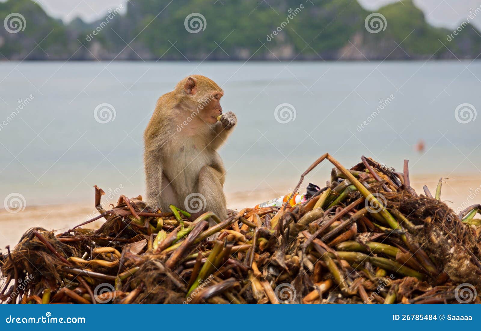 Monkey searching for food stock photo. Image of detailed - 26785484