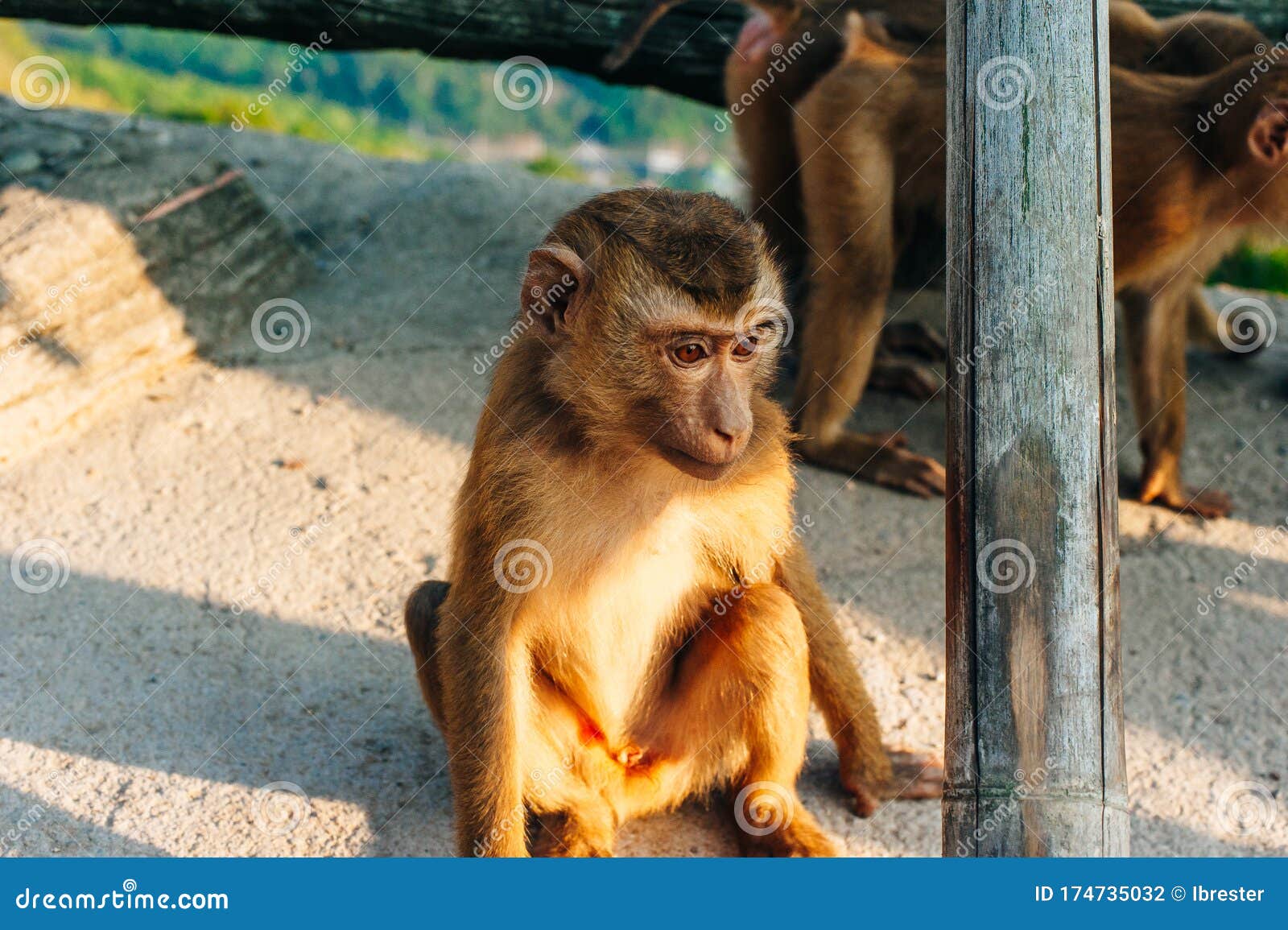 A Monkey Searching for Things To Steal from Tourists Stock Photo ...