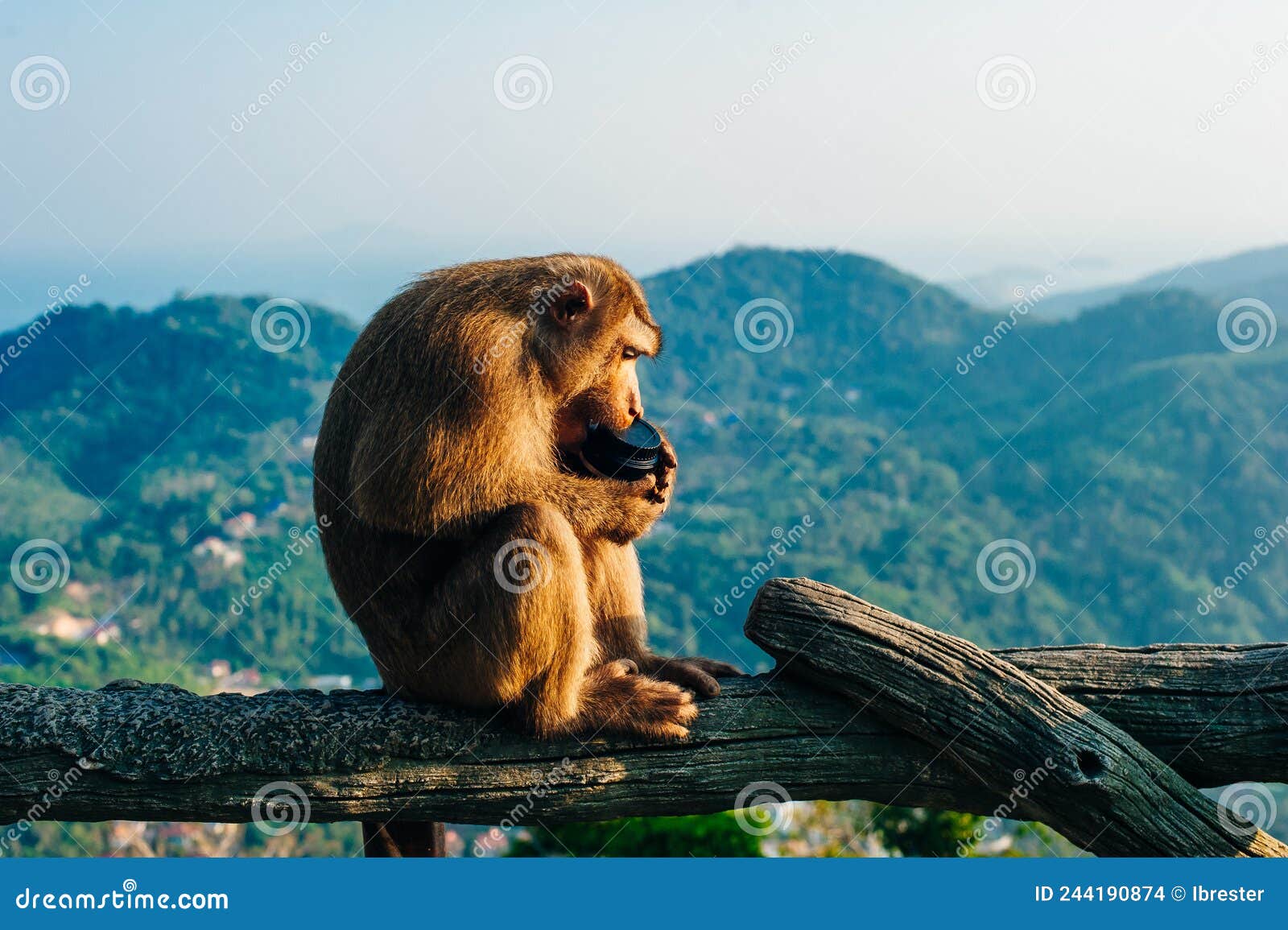 A Monkey Searching for Things To Steal from Tourists Stock Photo ...