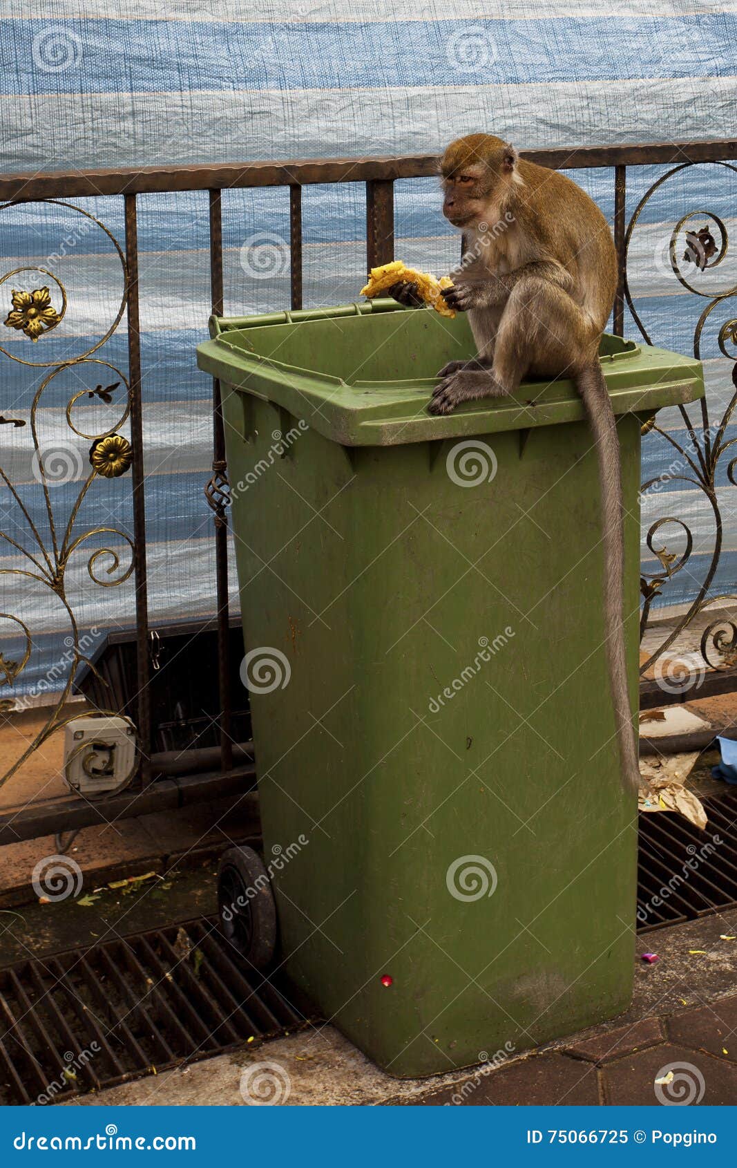 Monkey Searching through a Trash Can Stock Image - Image of rainforest ...