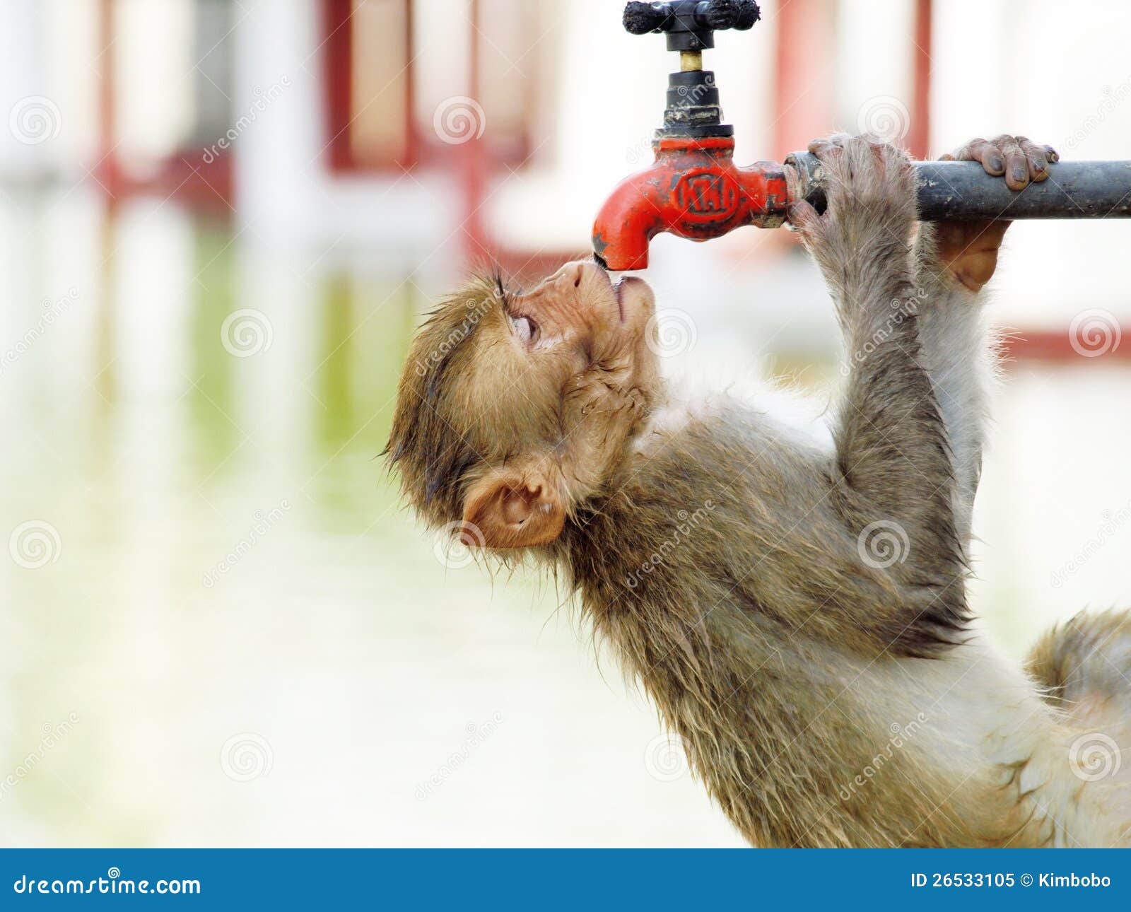 Monkey searching water stock image. Image of indian, water - 26533105