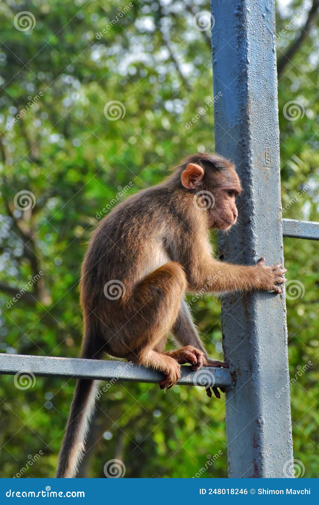 A monkey stock photo. Image of good, monkey, seat, animal - 248018246