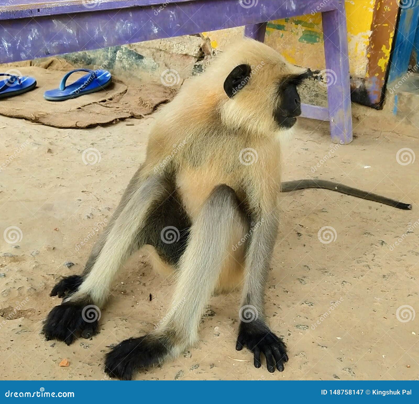 399 Monkey Seat Photos - Free & Royalty-Free Stock Photos from Dreamstime