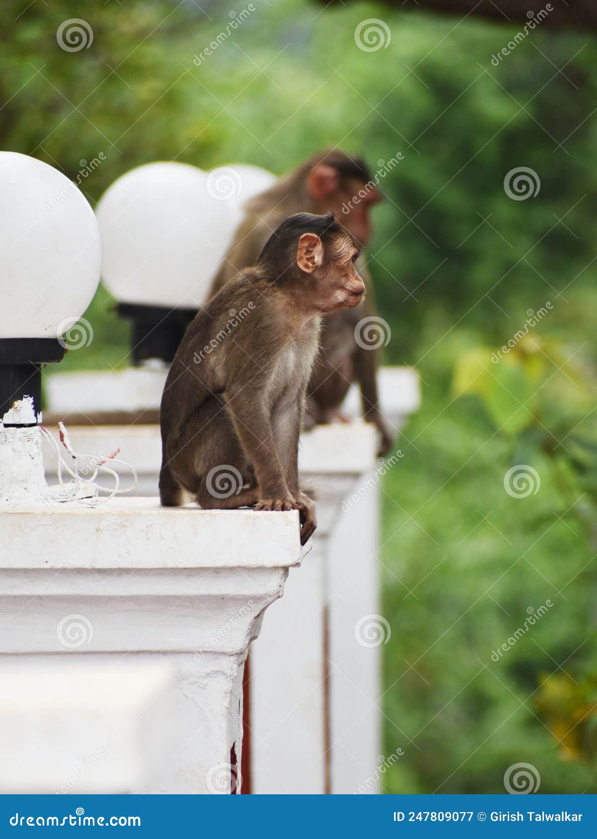 A Monkey Seating on the Compound Wall Stock Image - Image of monkey ...