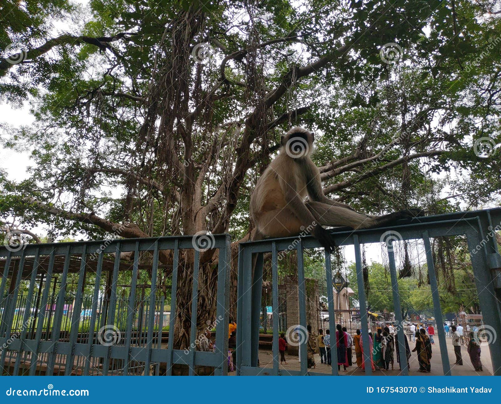 Monkey Seating on Iron Gate Ellora Caves 编辑类图片 - 图片 包括有 多云, 道路: 167543070
