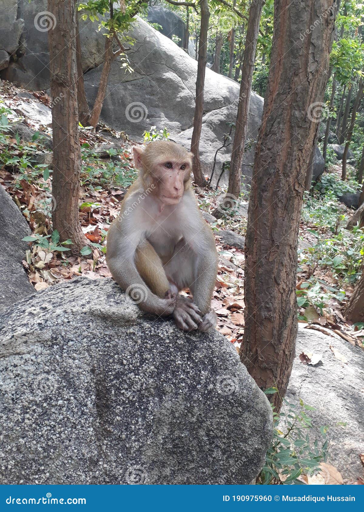 A Monkey Seating on the Pretty Rocks Stock Photo - Image of garden ...