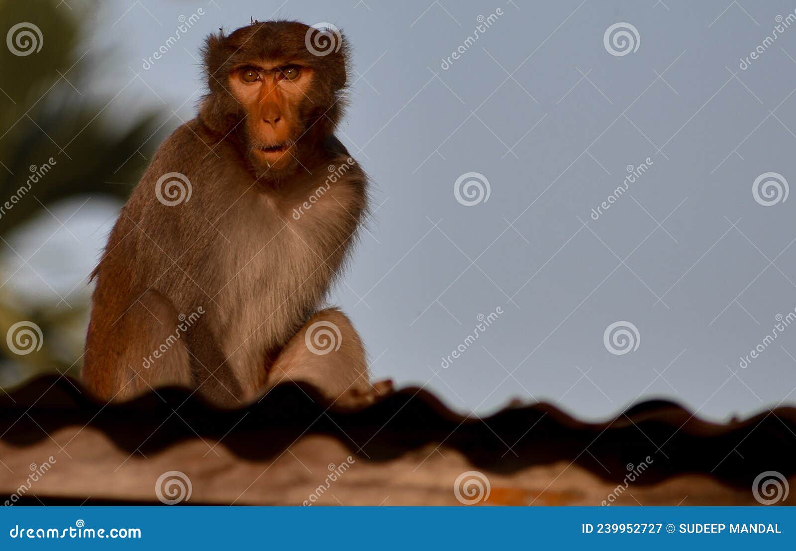 Monkey Seating in the Roof of House Stock Image - Image of mammal ...