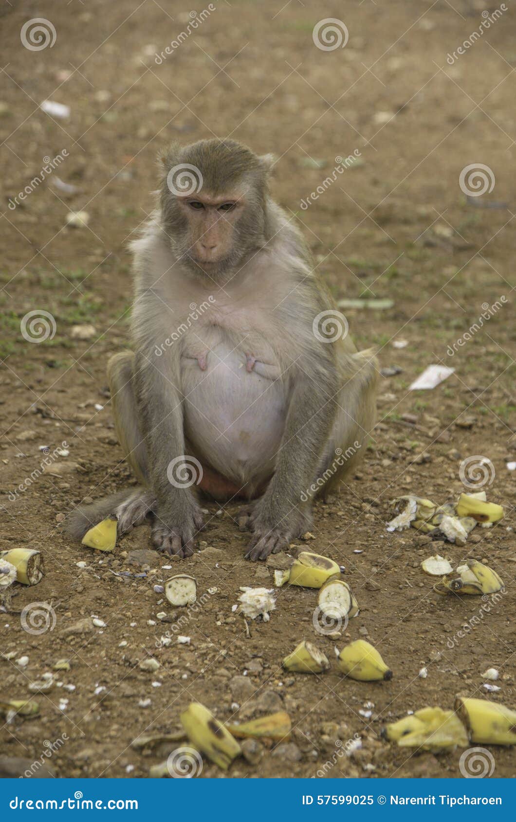Monkey see food on ground stock image. Image of nature - 57599025