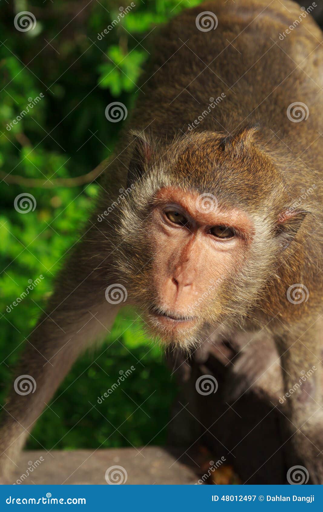 Monkey see good mood stock image. Image of jungle, captivity - 48012497
