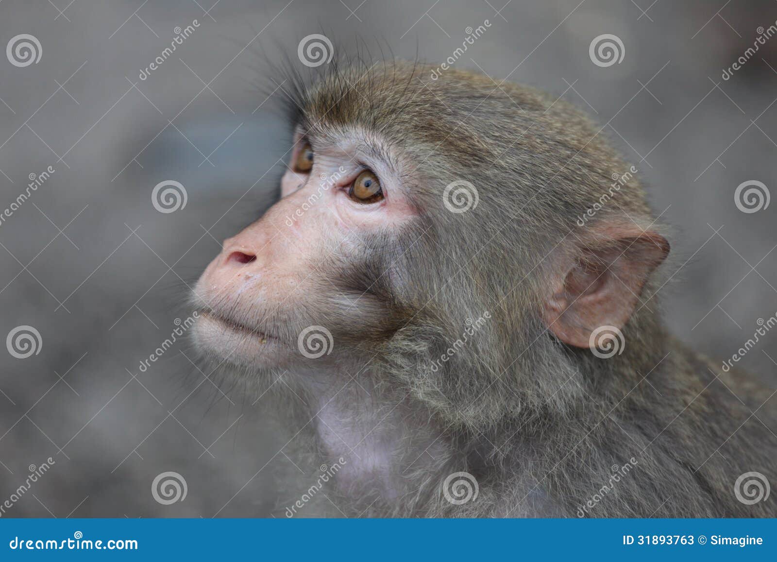 Monkey stock image. Image of head, grey, monkeys, mammal - 31893763