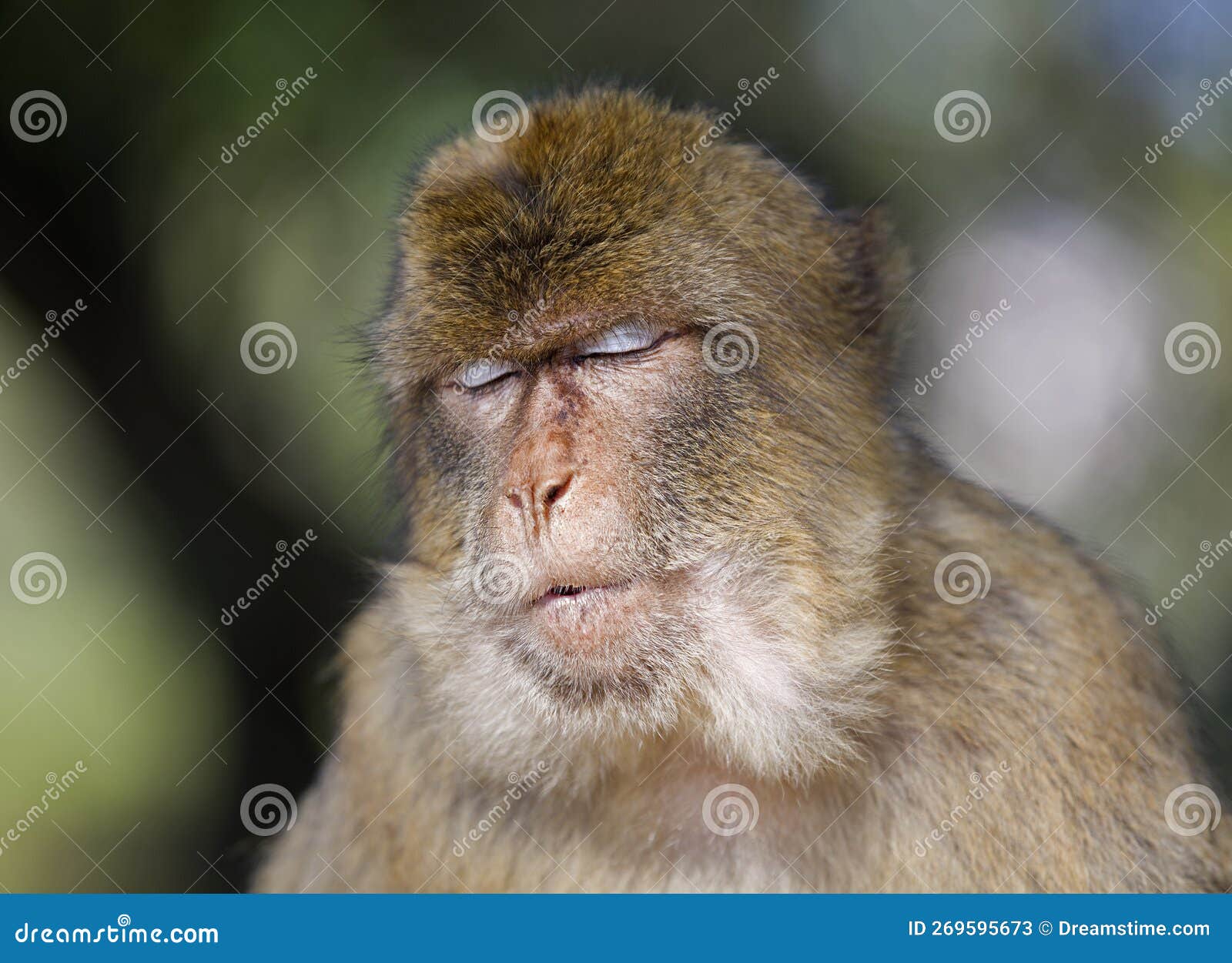 Monkey Seeming To Play the Role of Innocent Stock Image - Image of ...