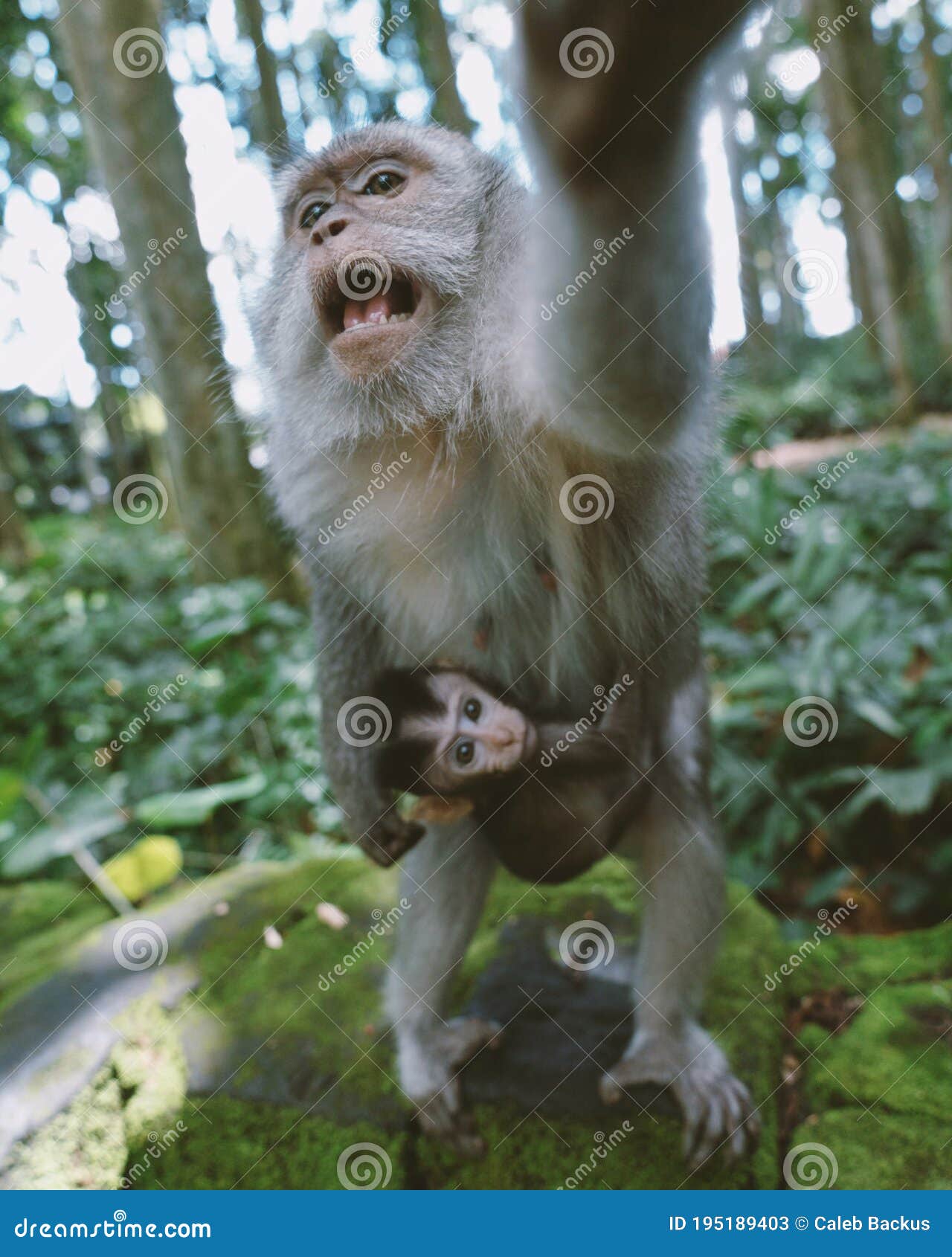 Monkey Selfie in Forest stock image. Image of nature - 195189403