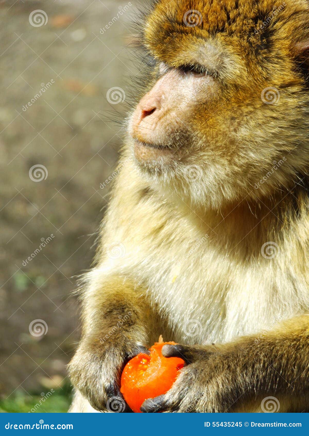 Monkey stock image. Image of germany, monkey, tomato - 55435245