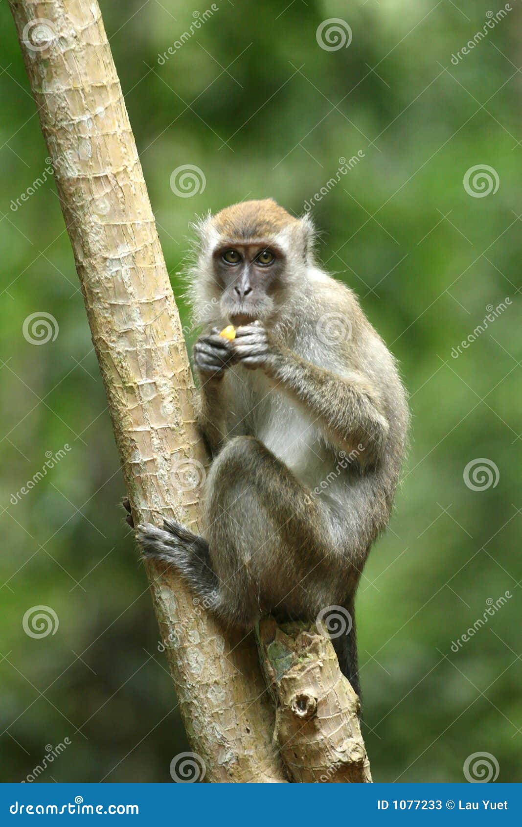 Monkey Series stock image. Image of tropical, long, mother - 1077233
