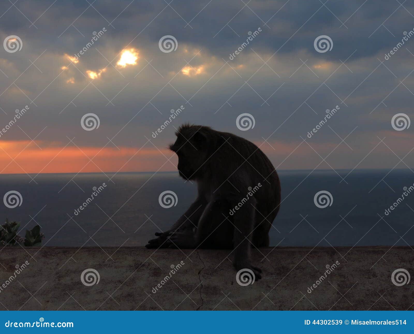 Monkey shadow at sunset stock image. Image of denpasar - 44302539