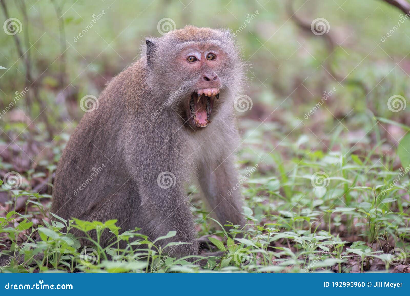 Monkey with Sharp Teeth Bali Indonesia Stock Photo - Image of mammal ...