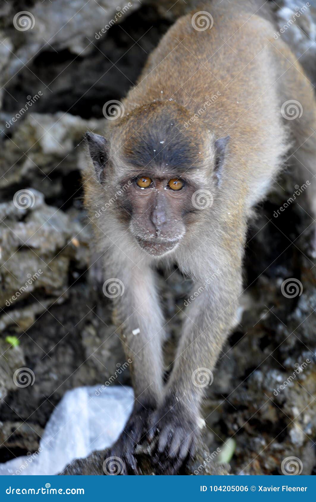 Macaque Intrigued by the Camera on a Beach of Thailand Stock Photo ...