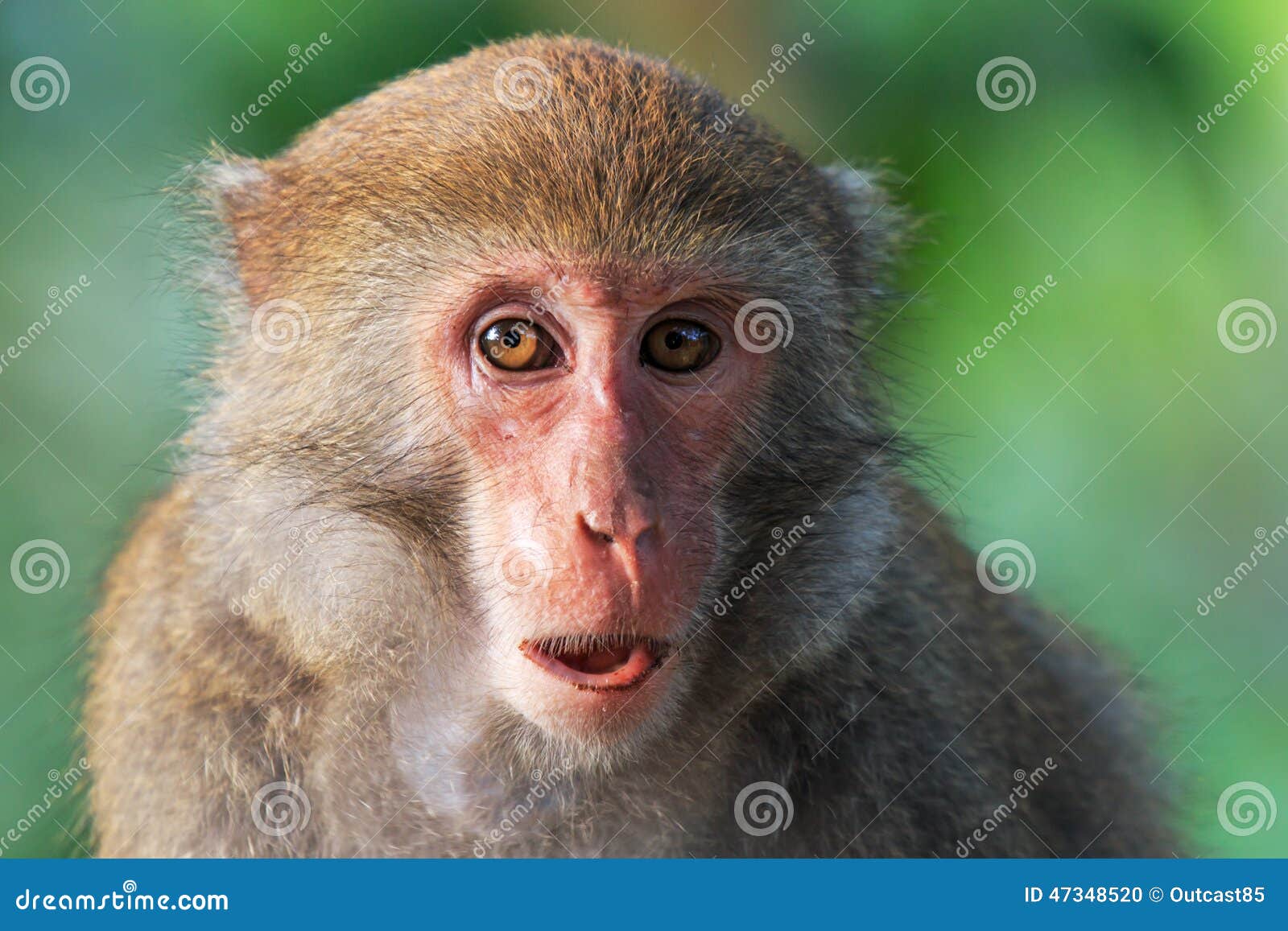 Monkey in Shoushan, Monkey Mountain in Kaohsiung City, Taiwan Stock ...