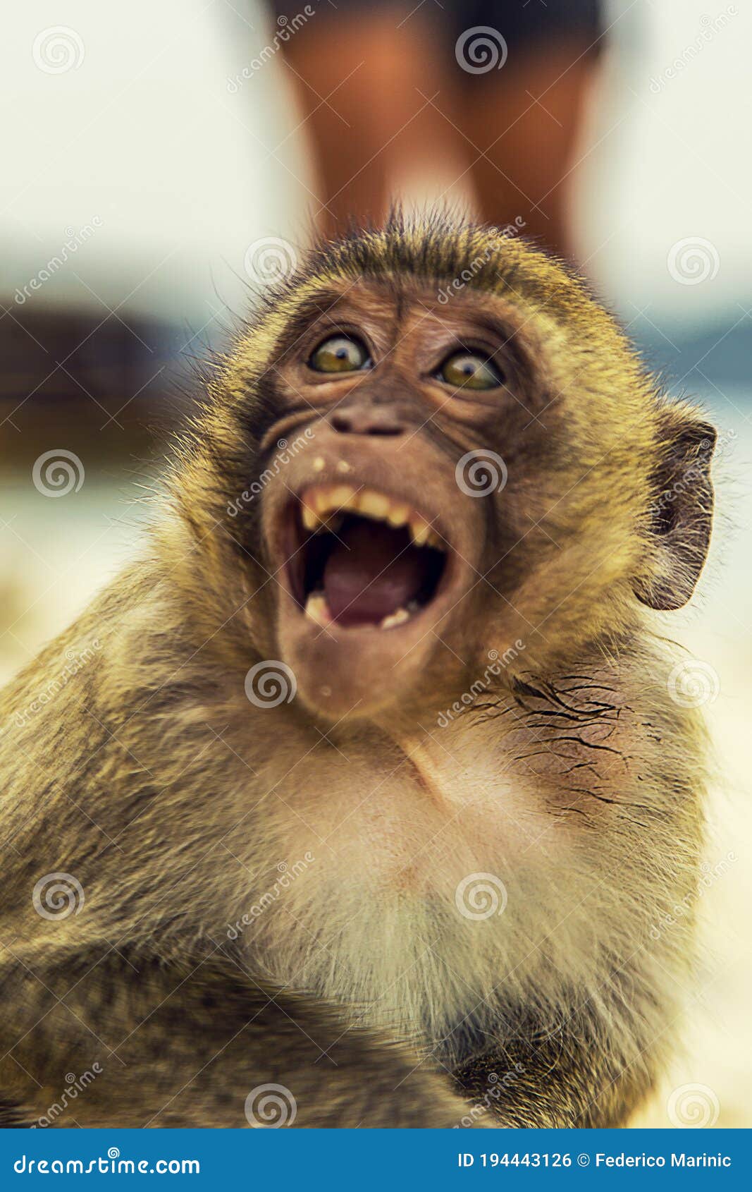 Monkey Shouting in a Small Beach in Vietnam Stock Photo - Image of ...