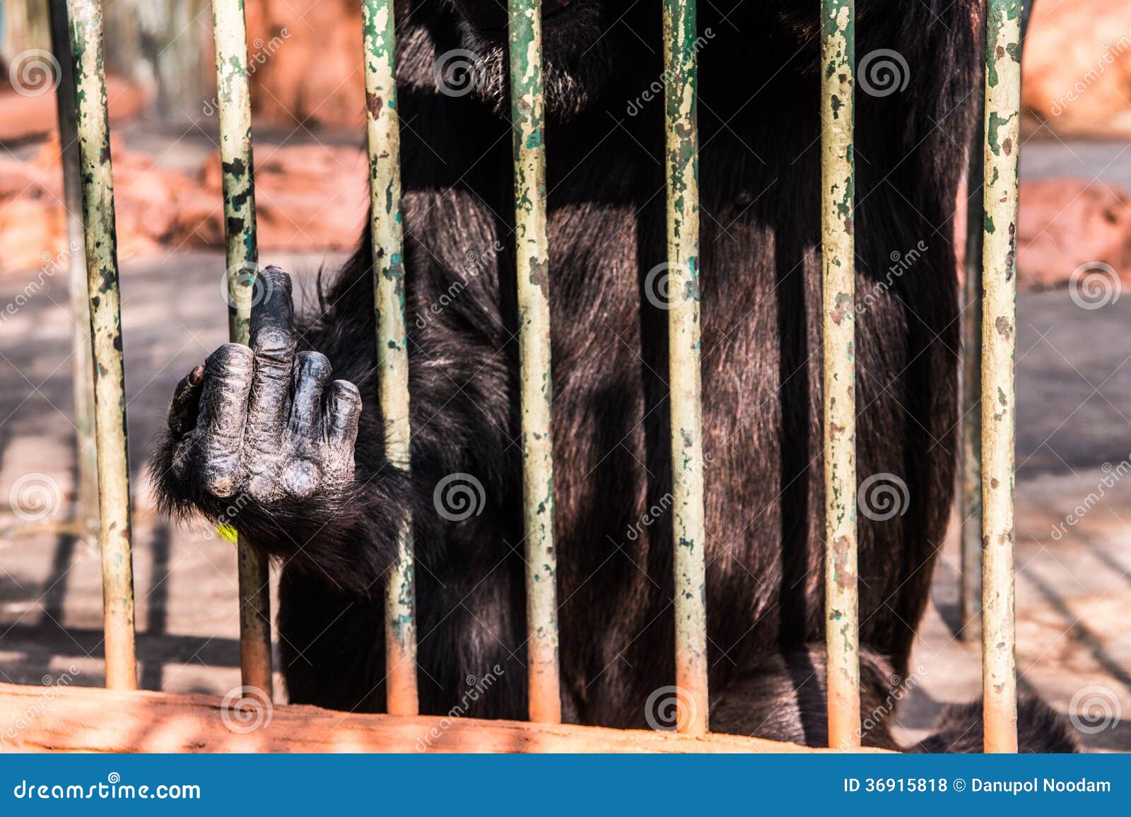 Monkey show stock photo. Image of monkey, animal, nature - 36915818