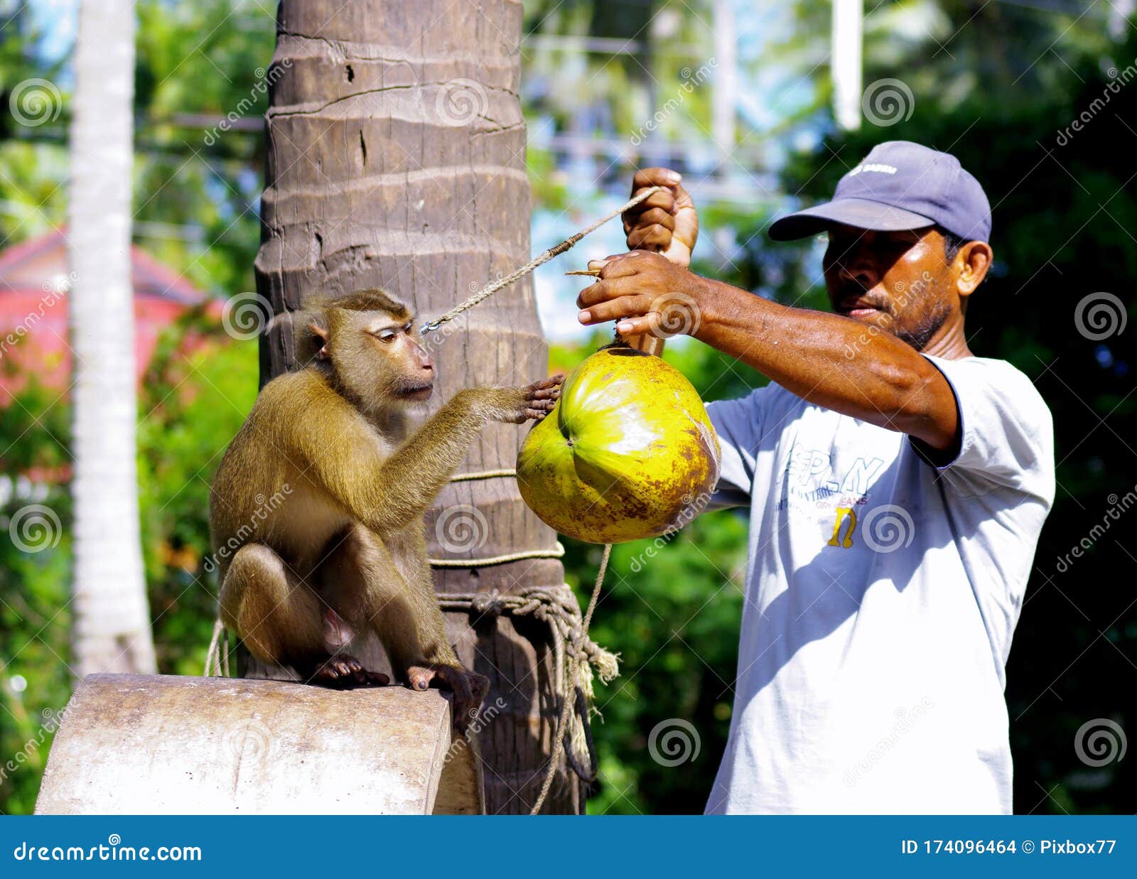 Monkey Show, the Monkey Spinning the Coconut in Samui Island, Thailand ...