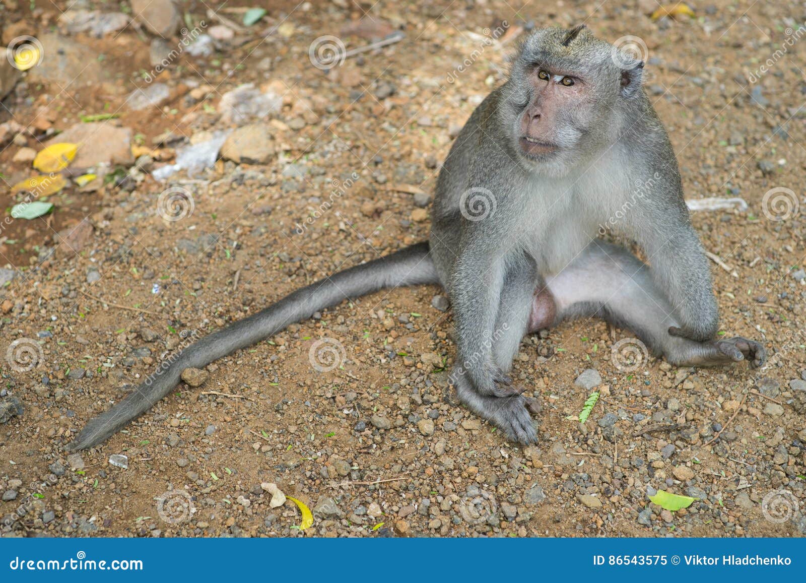 Monkey showing fangs stock image. Image of cuspid, wildlife - 86543575