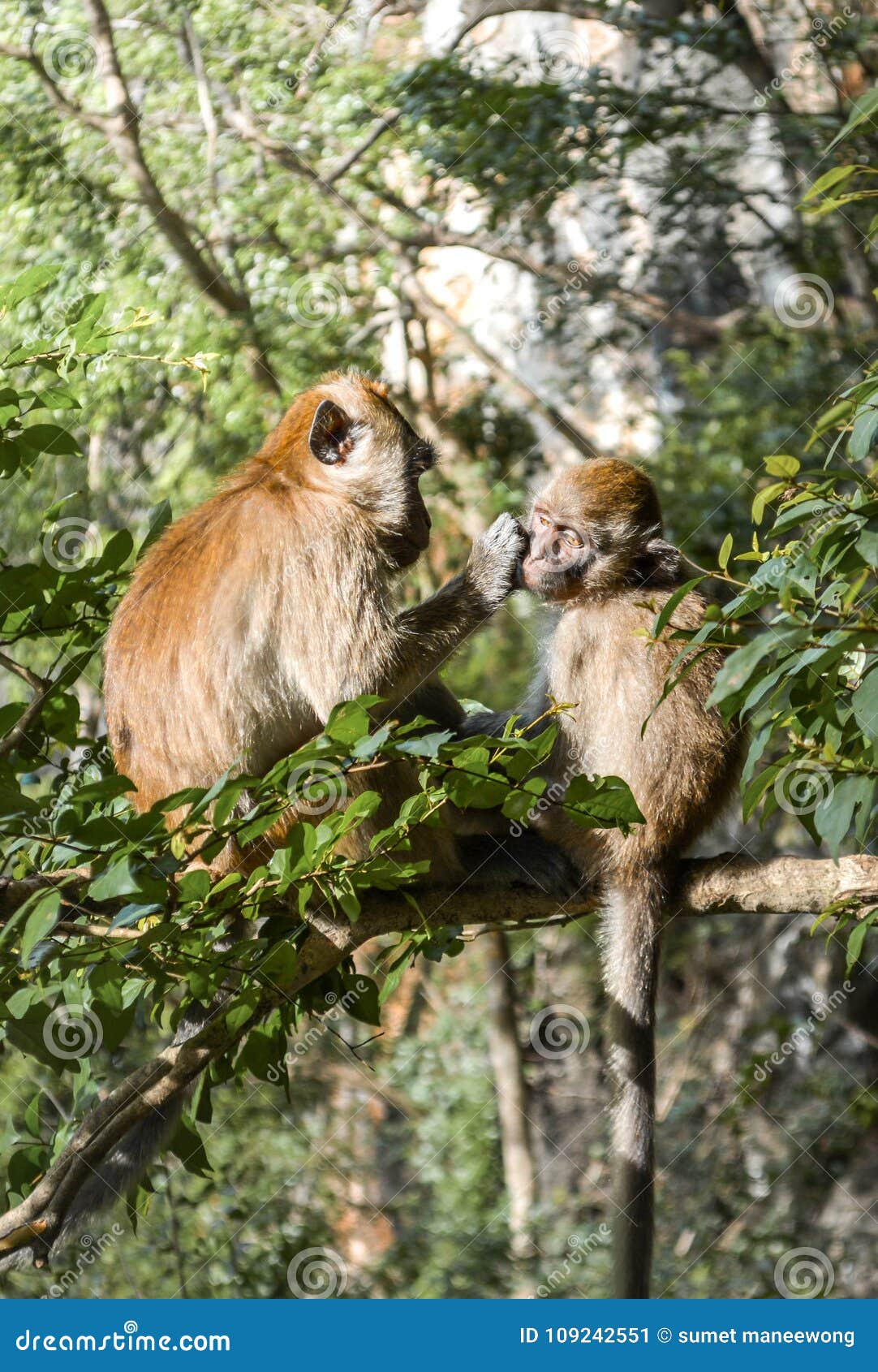 Monkey is Showing Love in the Forest. Stock Image - Image of mammal ...