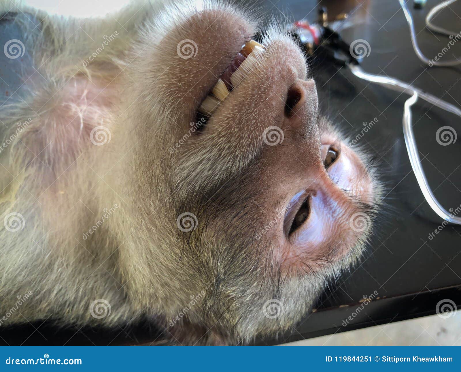 Monkey Shows in the Cage Waiting for a Body Check. Stock Image - Image ...