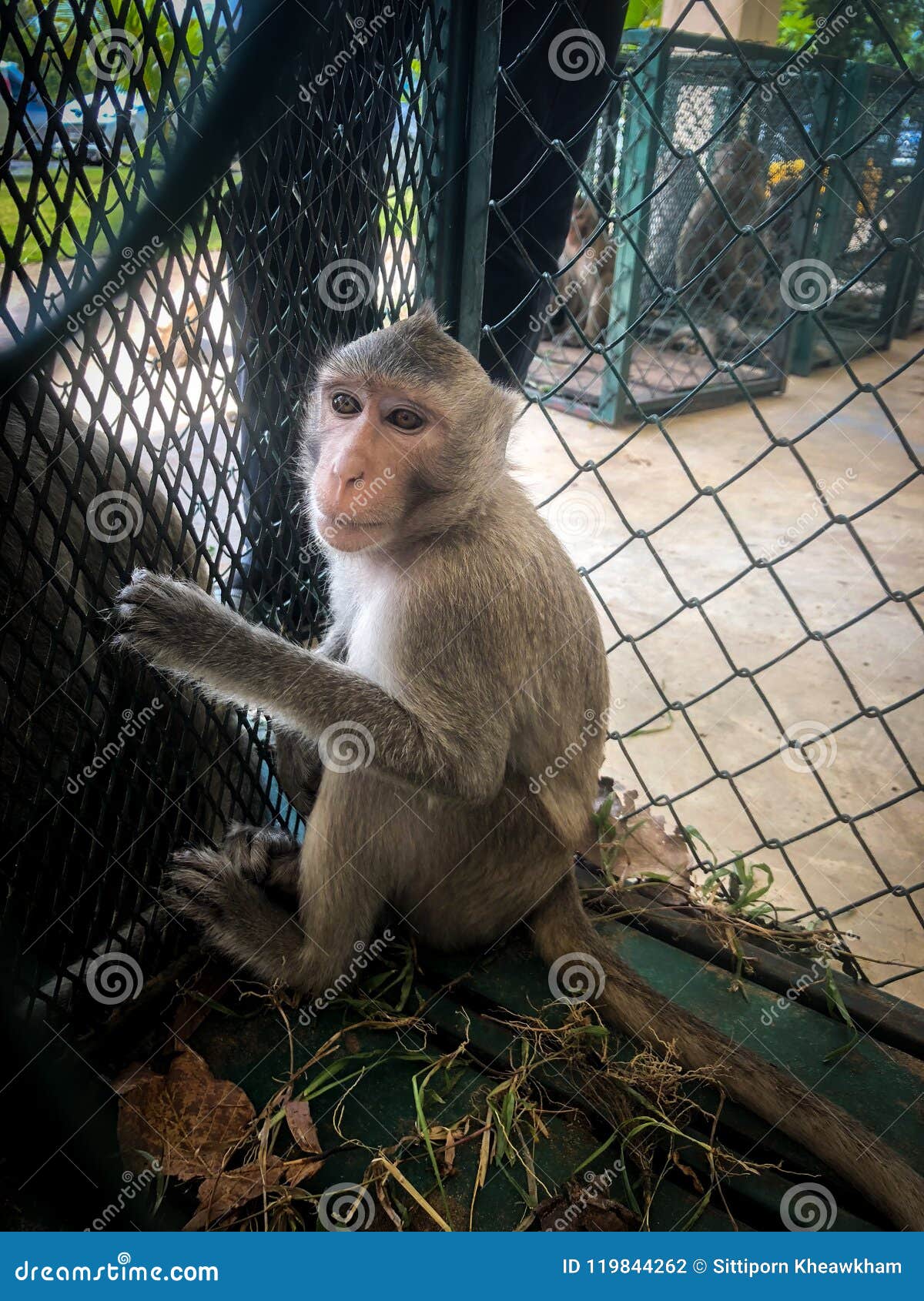 Monkey Shows in the Cage Waiting for a Body Check. Stock Photo - Image ...