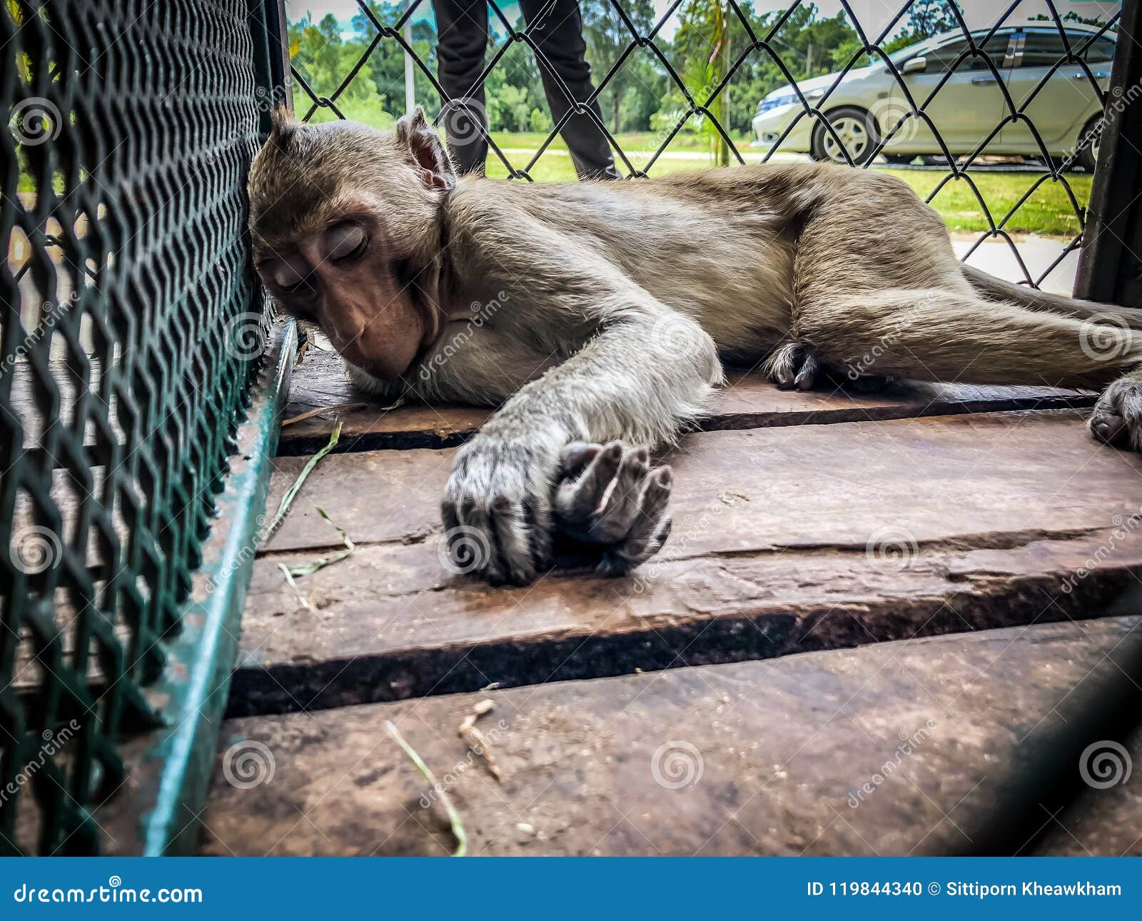 Monkey Shows in the Cage Waiting for a Body Check. Stock Photo - Image ...