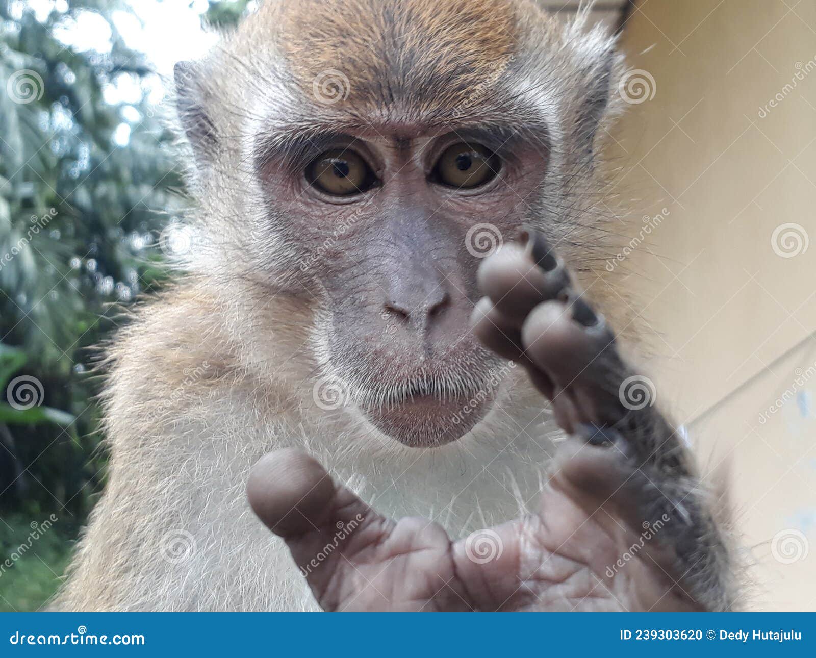 A Monkey Shows His Hand when while Being Photographed. Stock Photo ...