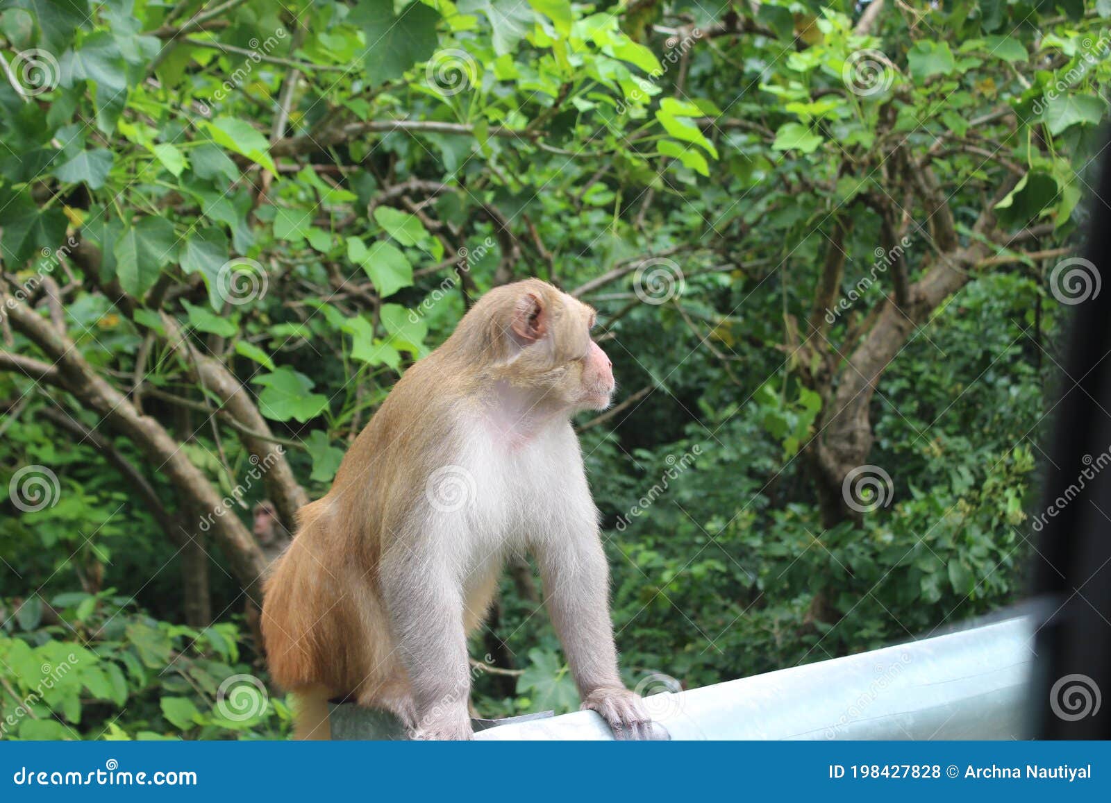 Monkey side picture stock photo. Image of rosegold, plate - 198427828