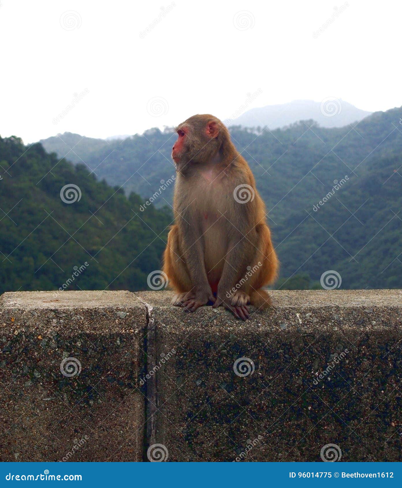 Monkey sideview stock image. Image of kong, asia, funny - 96014775
